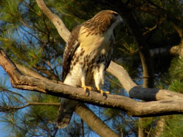 Photo of the Week: Hawk Scanning for Prey | Burlington Access TV